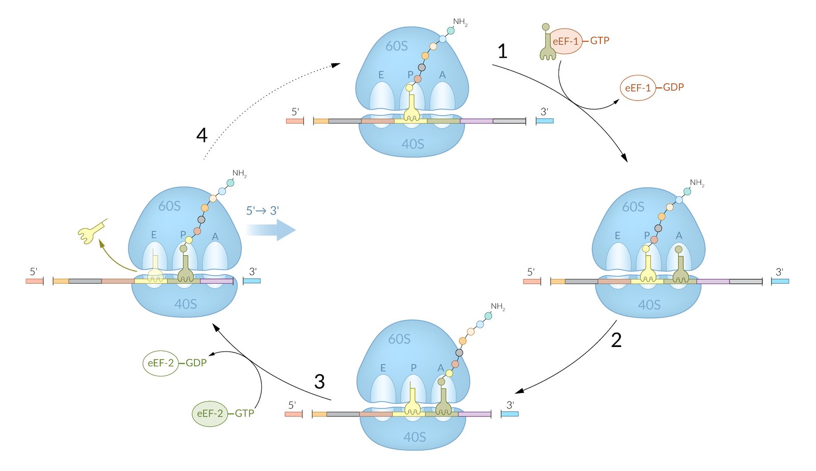 Prokaryotic Translation Initiation