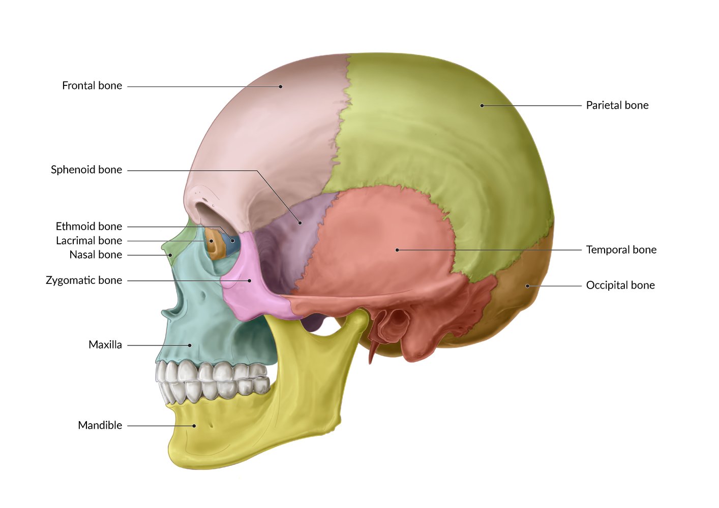 This 33 Little Known Truths On Sphenoid Bone The Body Of The