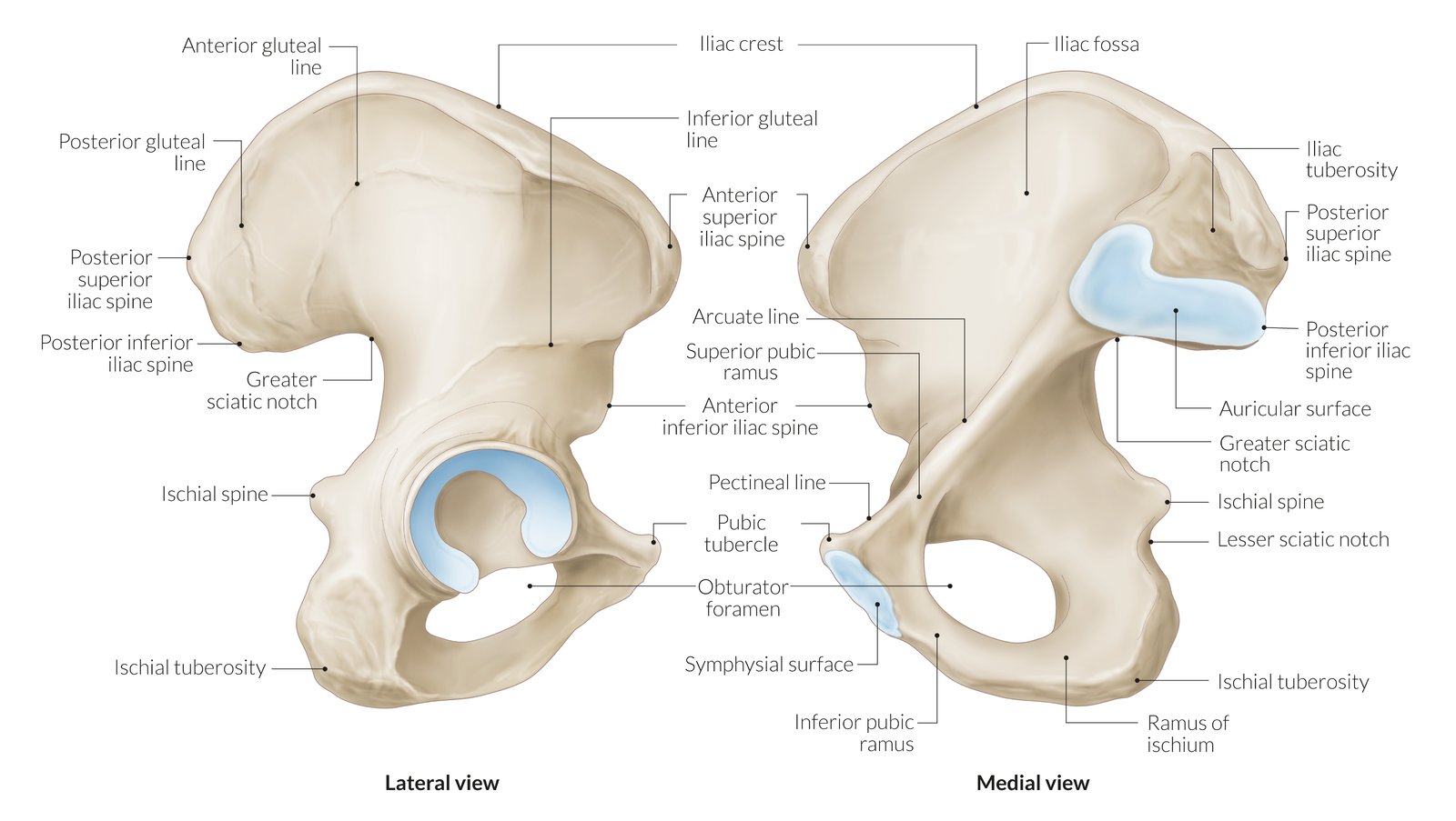  Sacral Somatic Dysfunction Sacral Somatic Dysfunction 8 2022 10 16