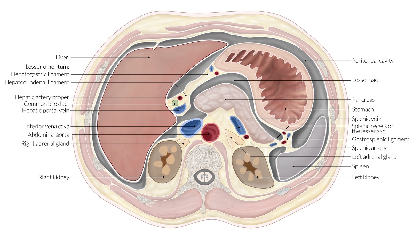 Mesothelioma In Law