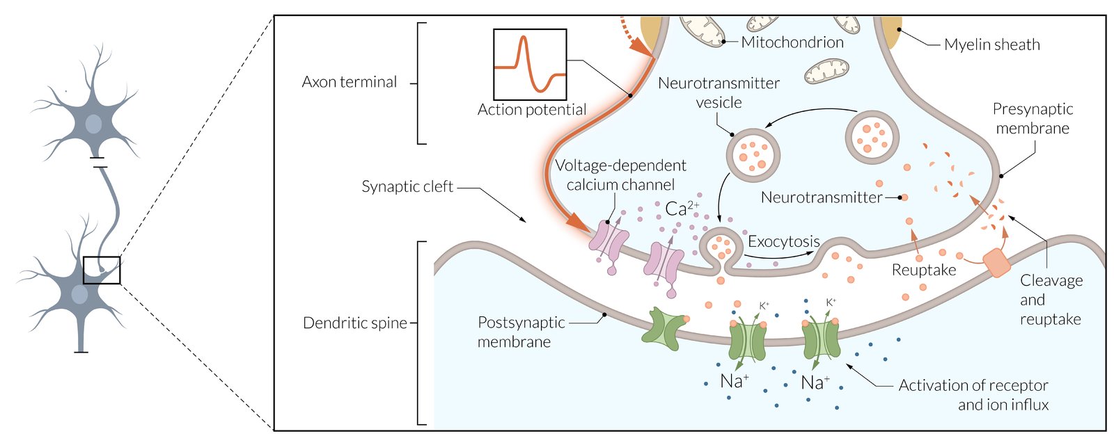 Synaptic Terminal