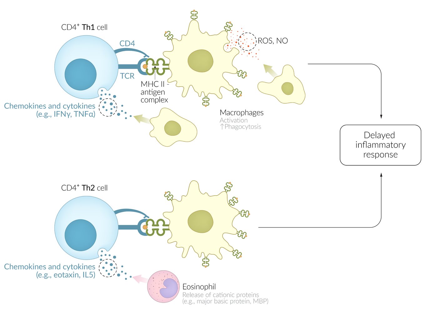 Summen Kollision Steigen Delayed Type Hypersensitivity Mechanism