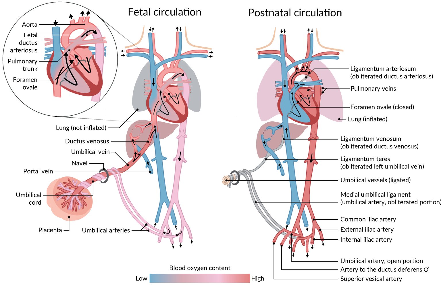 Umbilical Arteries Online Australia Www micoope gt