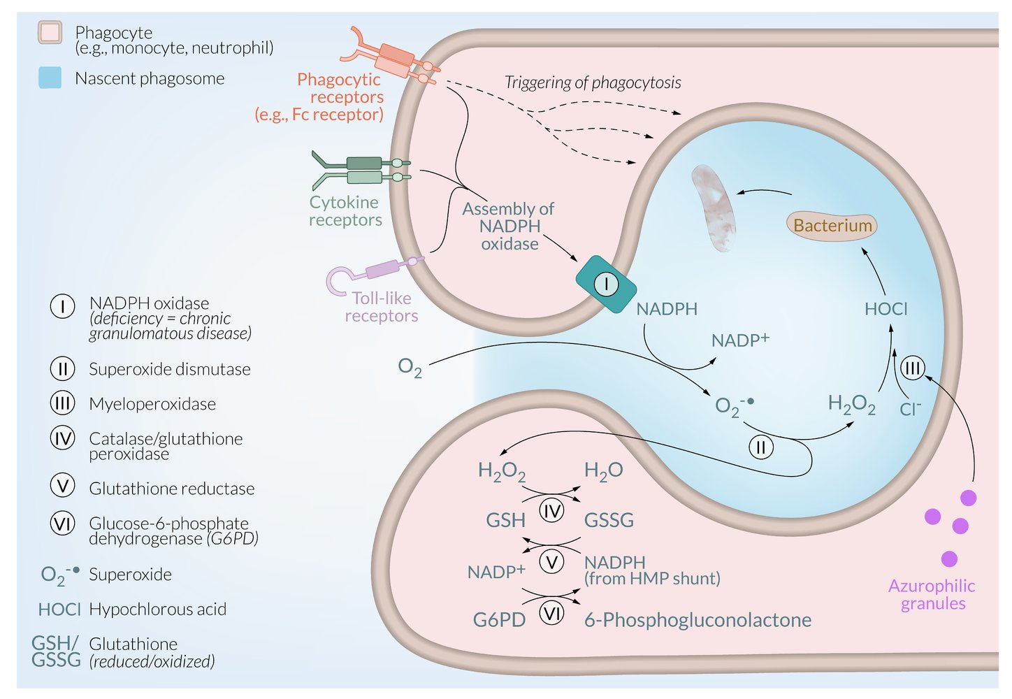 Nadph Mechanism