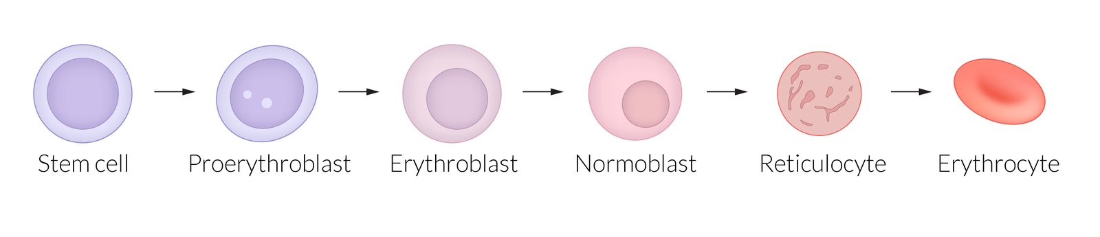 Reticulocyte And Erythrocyte