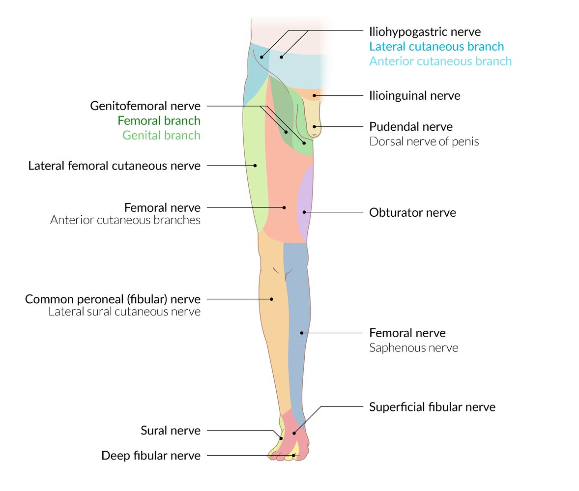 Absay Sektor Za Sensory Innervation Of Leg P esnost Ud lejte Si ivot 