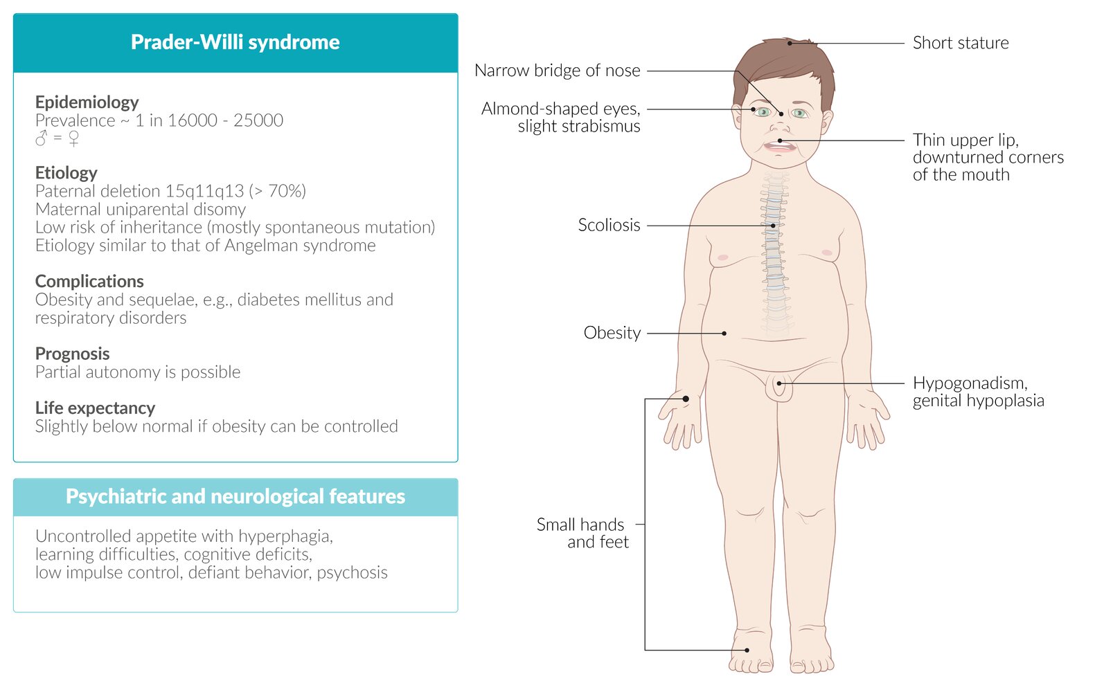 Frontiers Williams Syndrome Human Self Domestication And 55 OFF