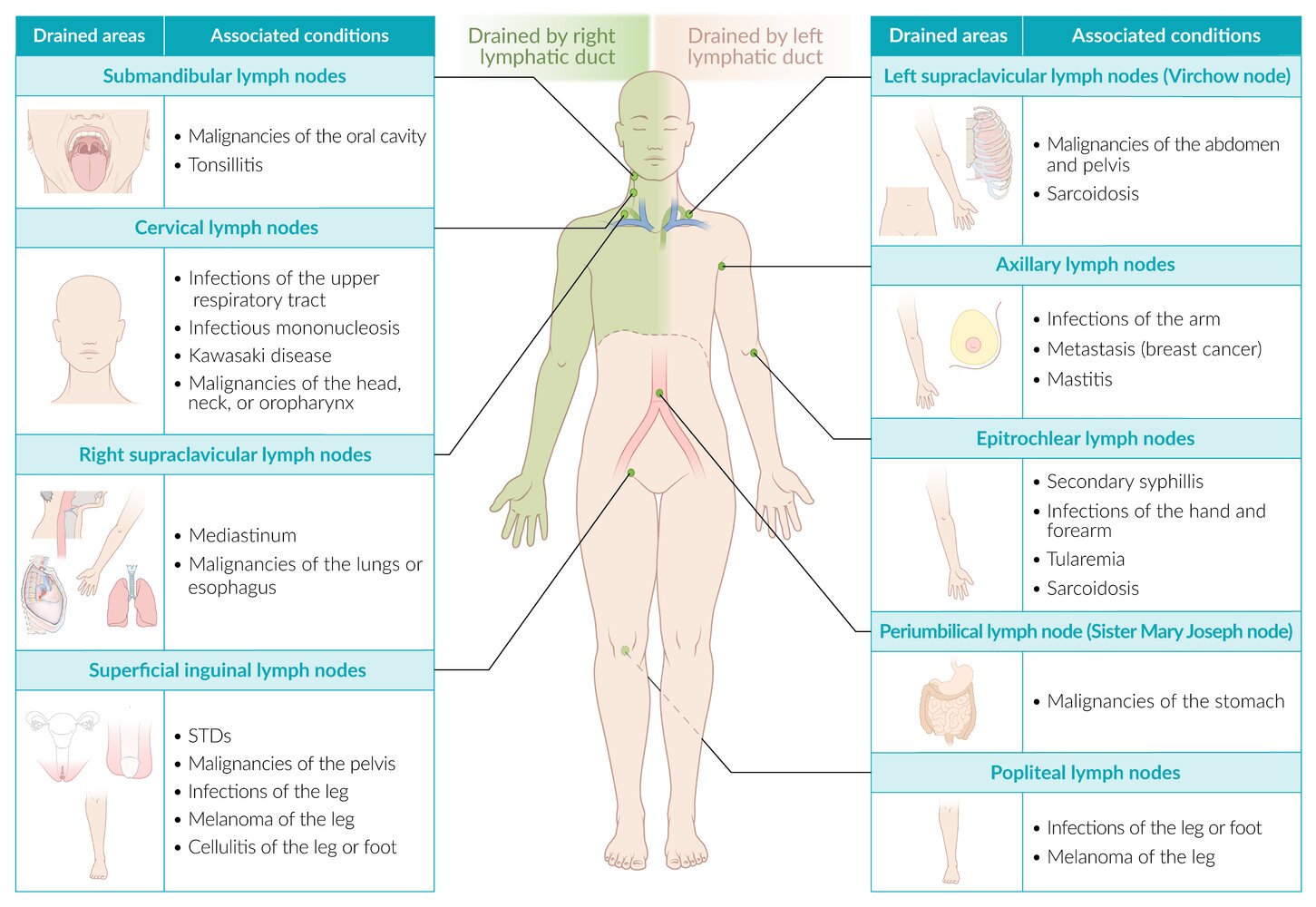 Lymphatic Drainage Laminated Anatomy Chart Ubicaciondepersonas cdmx 