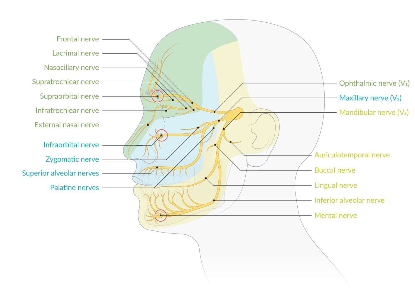 Nasociliary Nerve