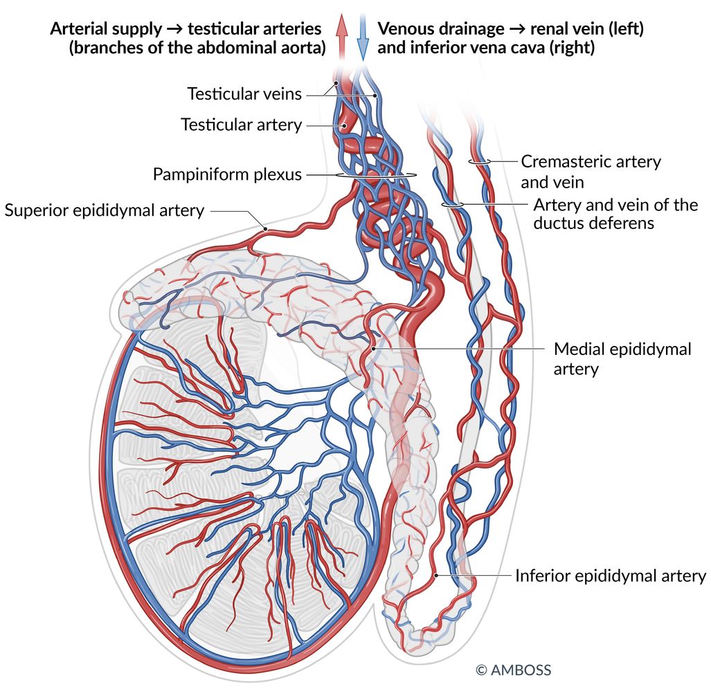 Testicular Artery Arises From