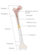 Stromal cells of the bone marrow [2] [7]