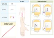 Rhesus blood type system
