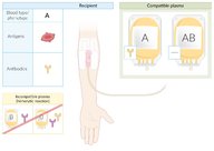 Rhesus blood type system
