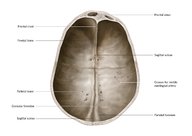Primary respiratory mechanism