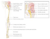 Nonspinal Causes Of Sciatica 1