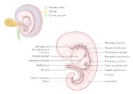 The stomach is a derivative of the primitive foregut . See “ Embryology ...