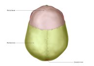 Infant skull ( fontanelles )