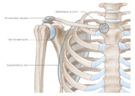 Bones of the shoulder girdle