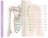 Thoracic tender points