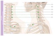 Posterior cervical tender points