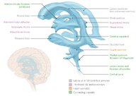 Primary respiratory mechanism