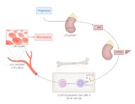 After 1–2 days , reticulocytes mature into erythrocytes