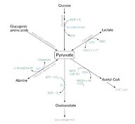 Glutamate is involved in most transamination reactions and a very ...