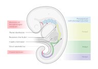The stomach is a derivative of the primitive foregut . See “ Embryology ...