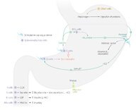 Disturbances of gastric secretions