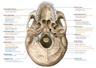 3D Anatomy