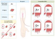 Extended RBC antigen systems